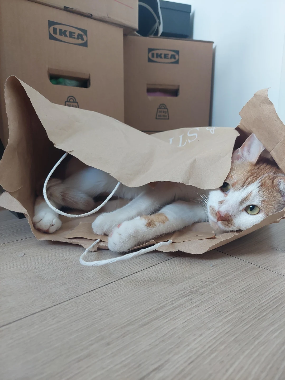 Stradi bag trap | Scrolller