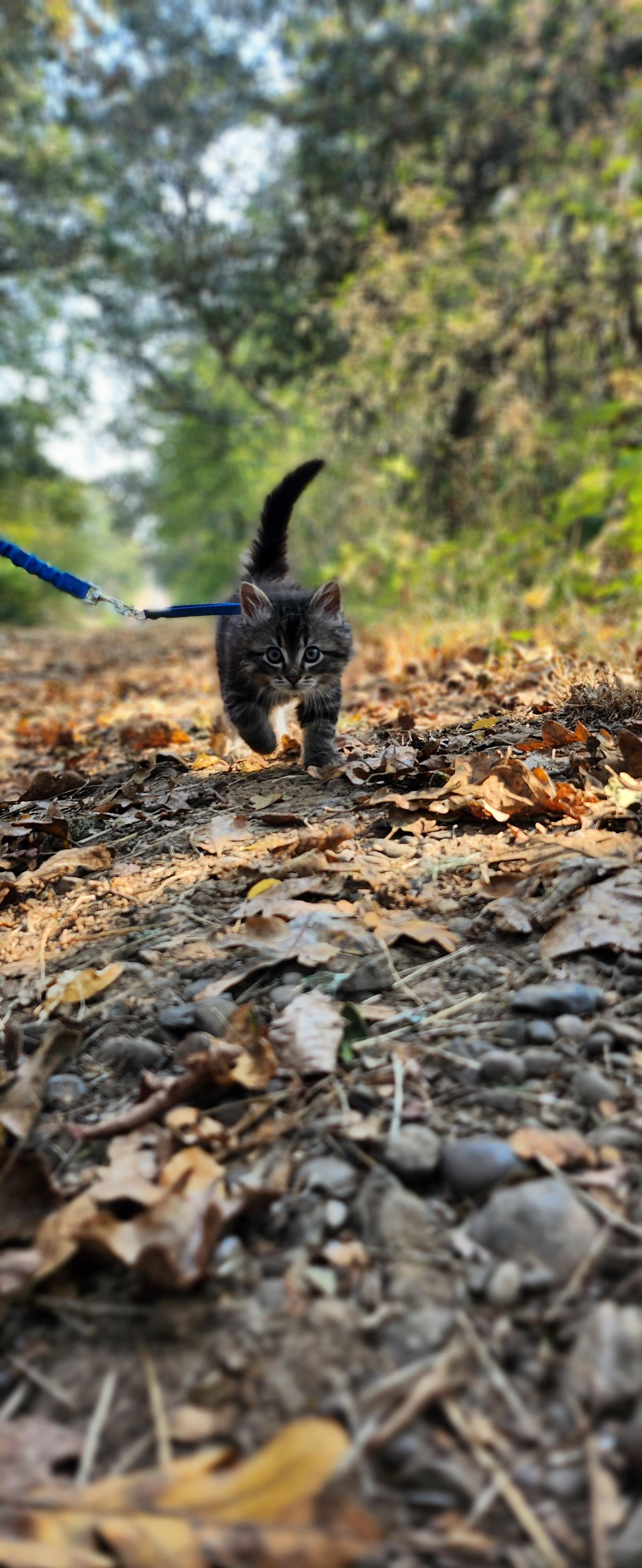 Oliver on his first adventure! | Scrolller