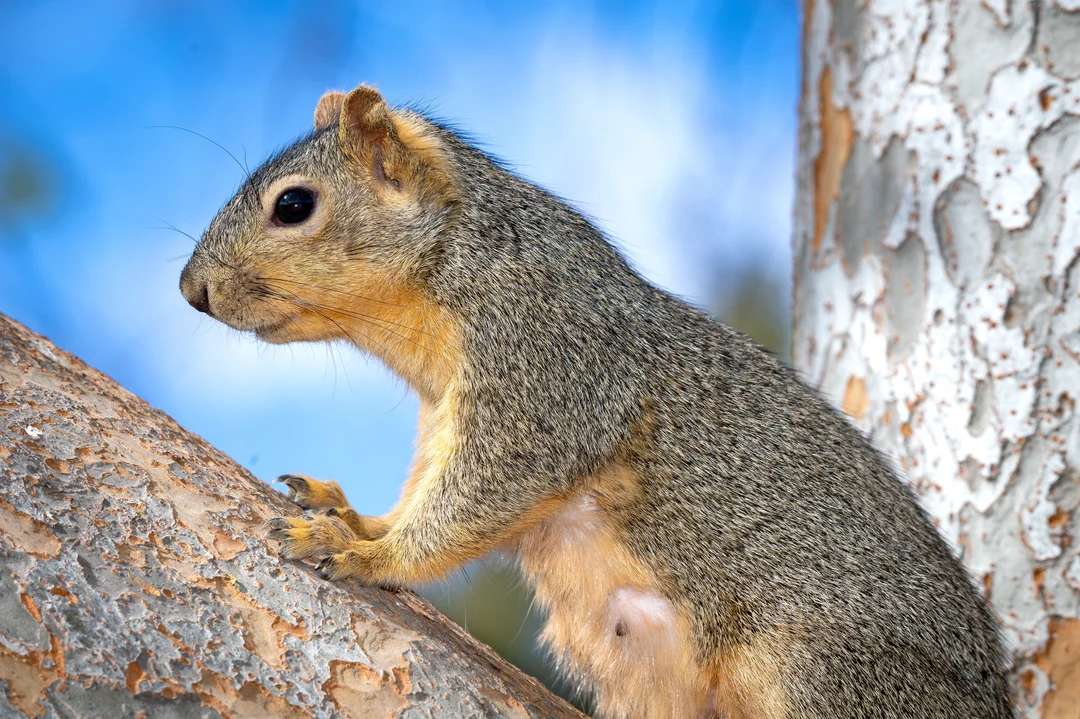 Mother Squirrel | Scrolller