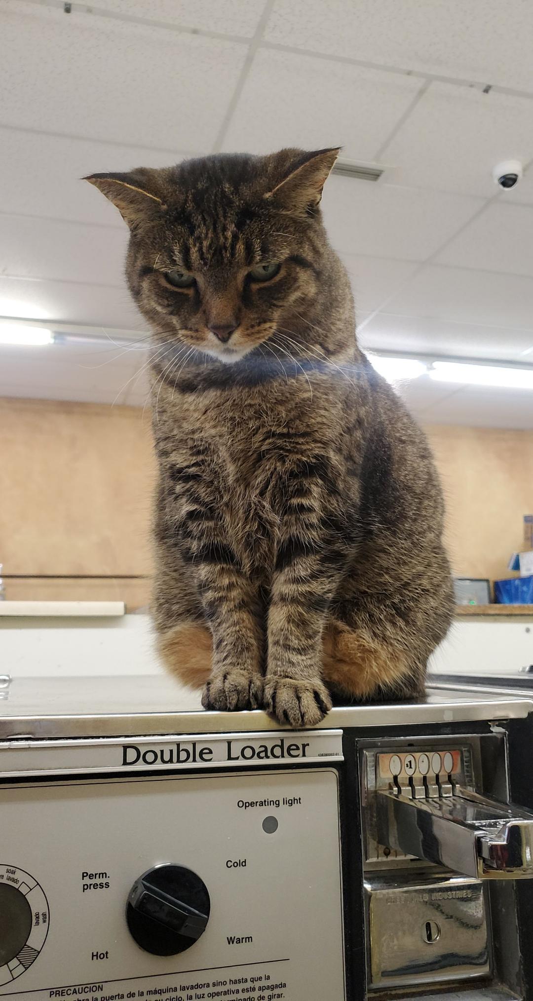 Keeper of the laundromat | Scrolller