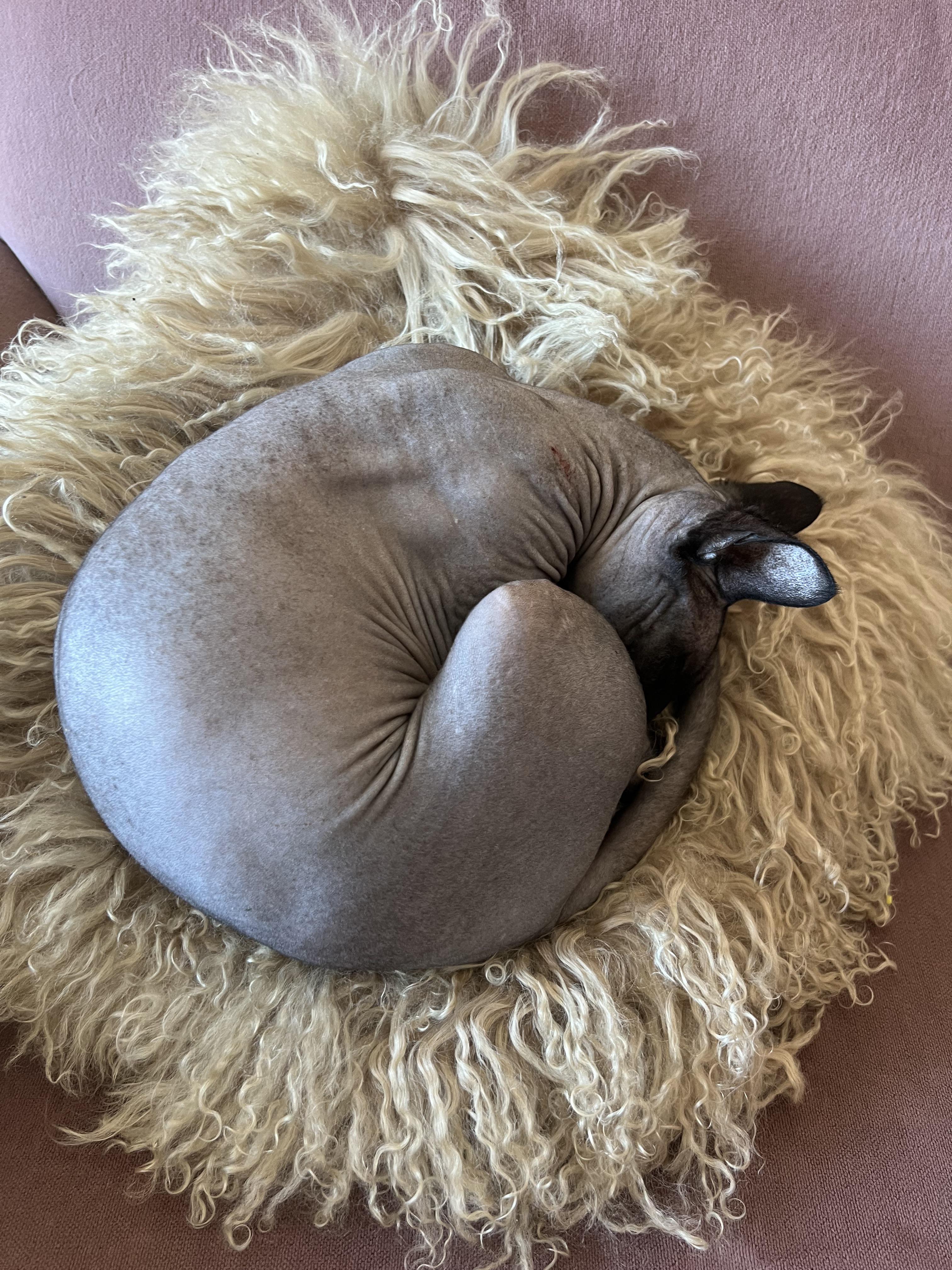 (Oc) perfect circle | Scrolller