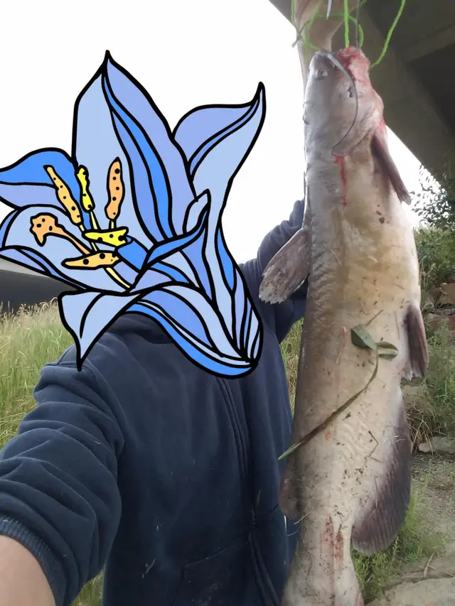 First ever catfish! 26 in. | Scrolller