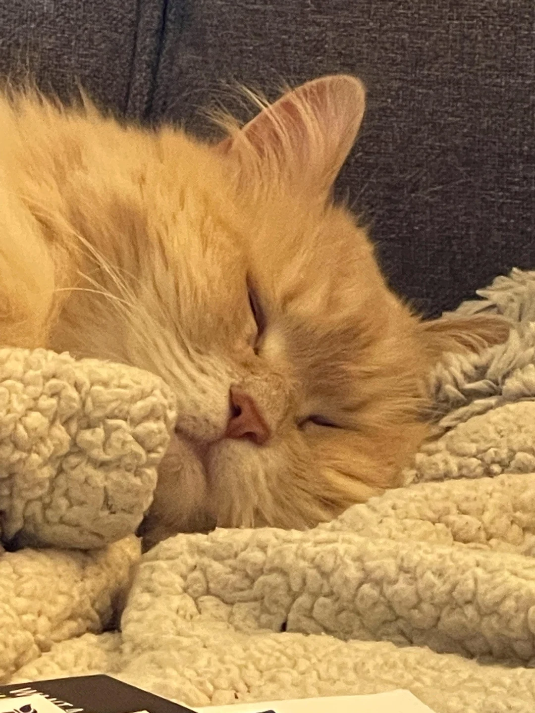 Such a tough life for a Princess | Scrolller