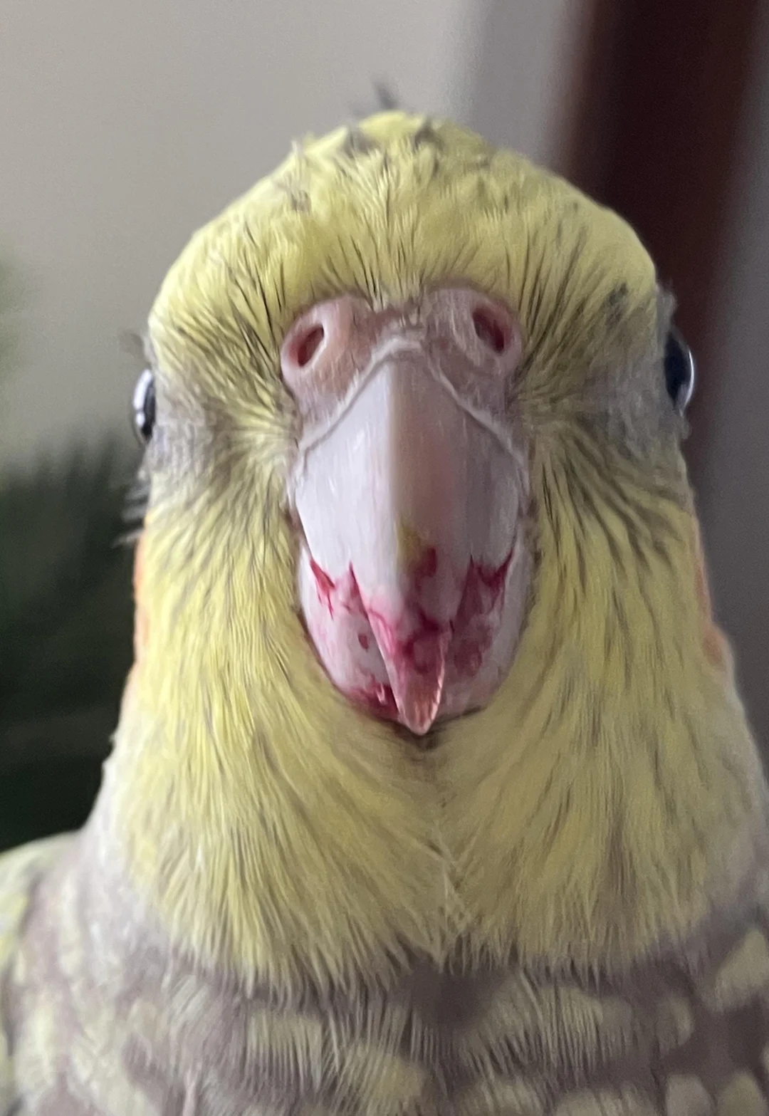 she ate some beet and now she is a happy birb | Scrolller