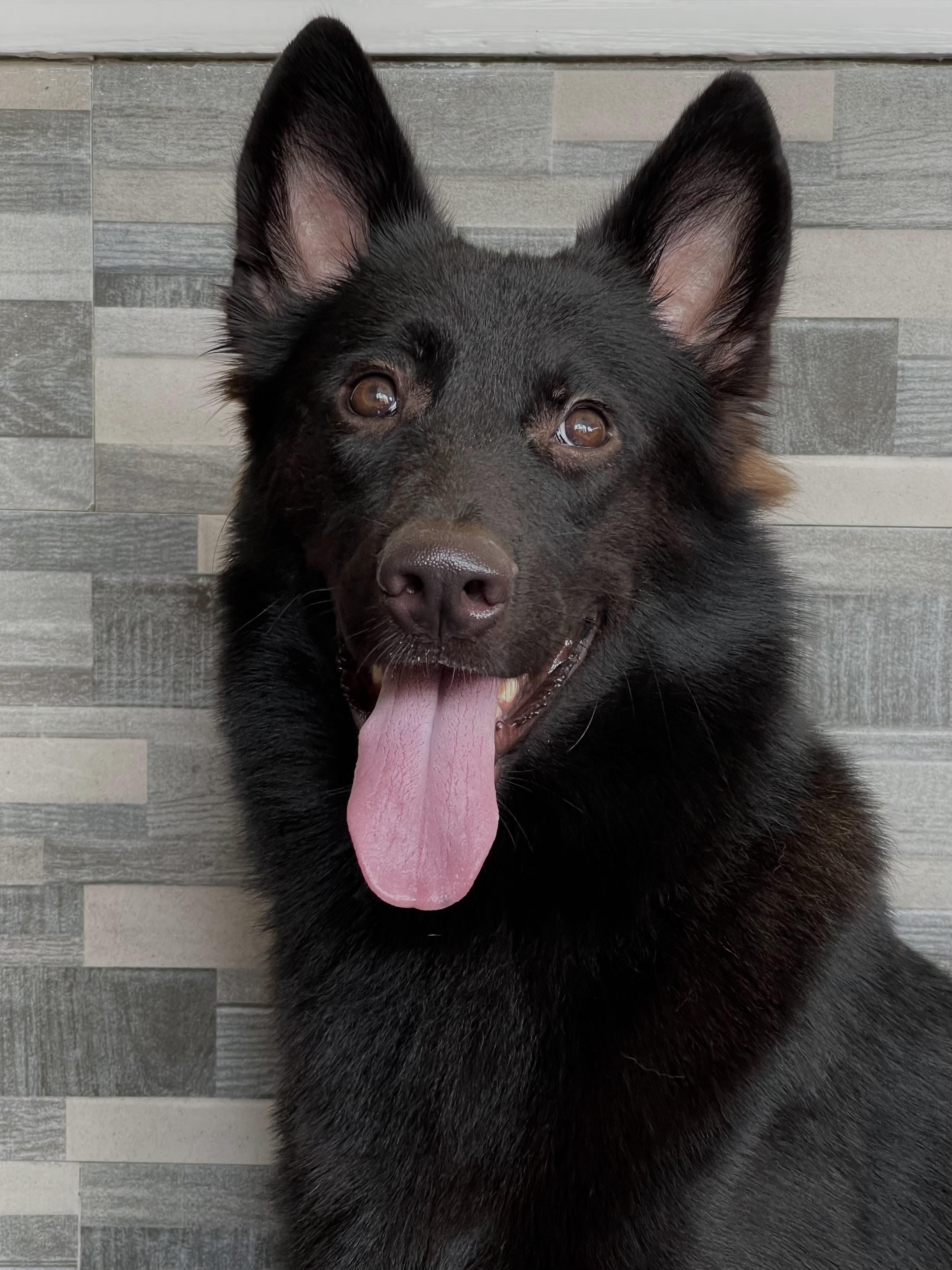 Meet dobby! | Scrolller