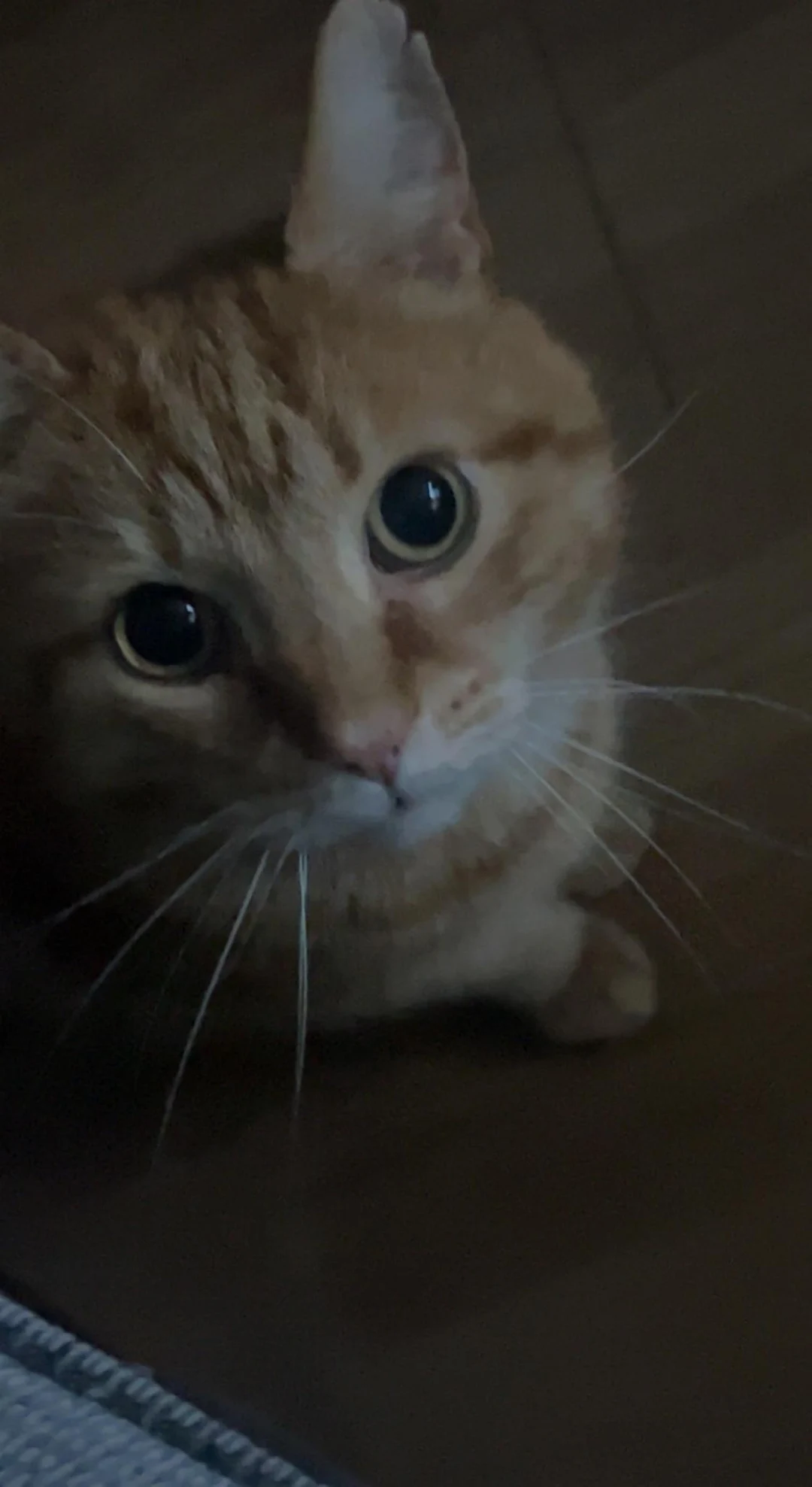 attack mode activated | Scrolller