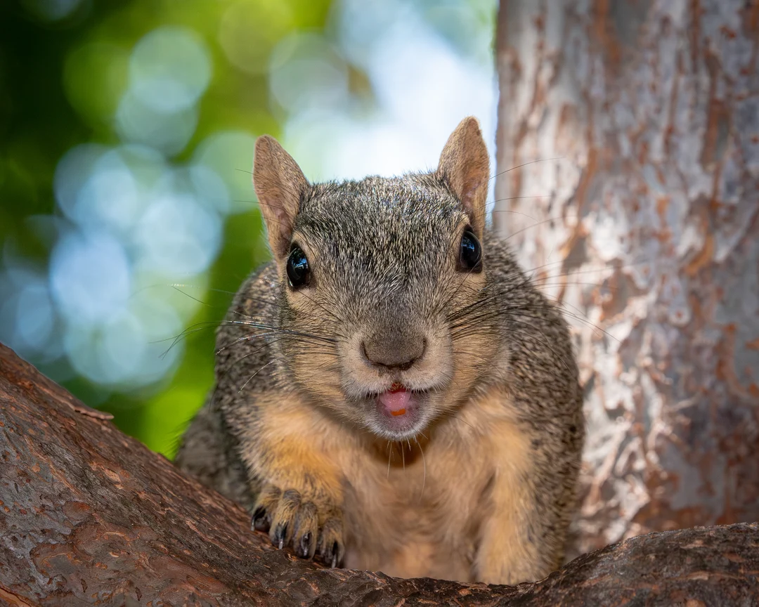 Super Happy Fun Time Squirrel | Scrolller