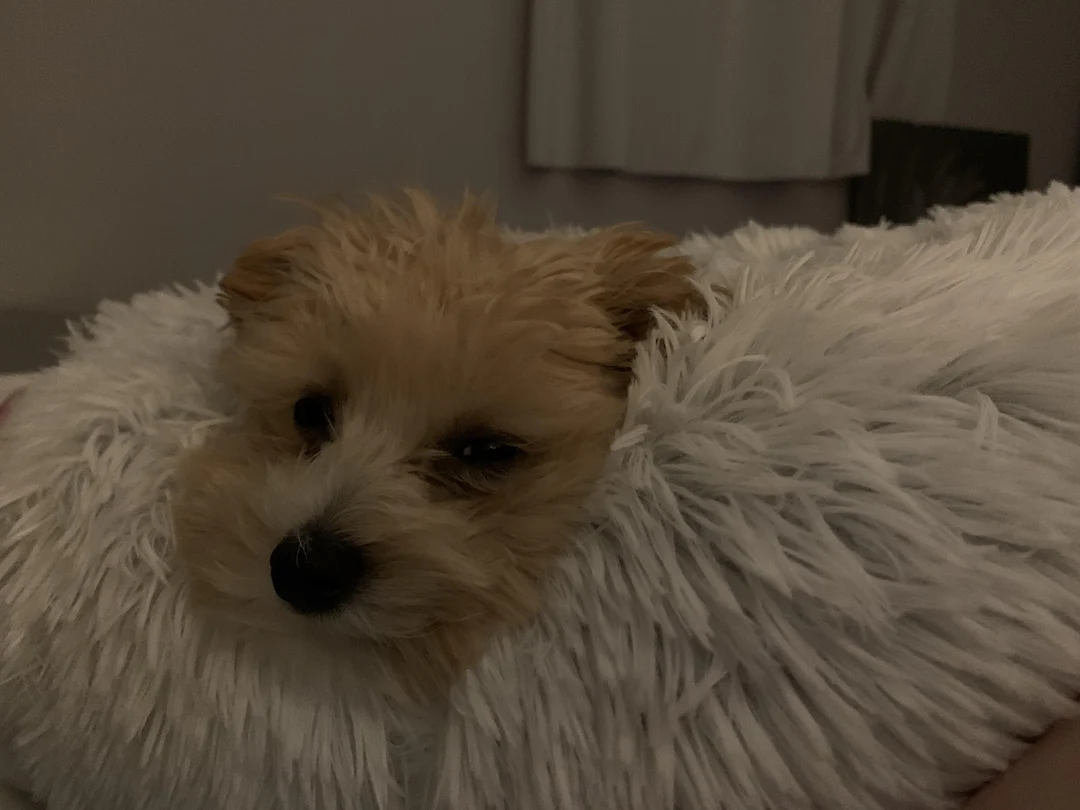 For those of you without cuddle beds… | Scrolller