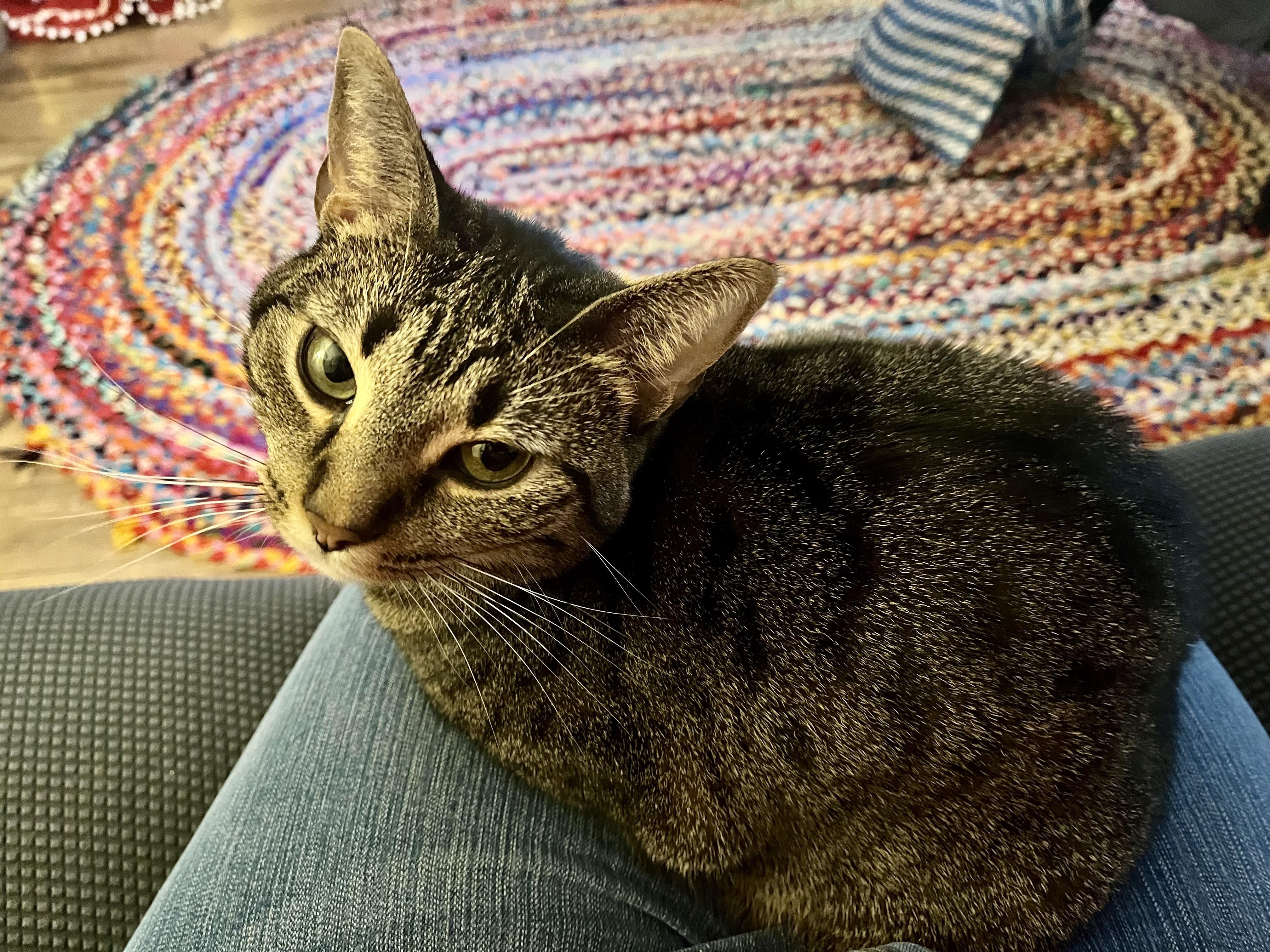 Discover more like Catloaf: Loaf On My Lap and Related Content | Scrolller