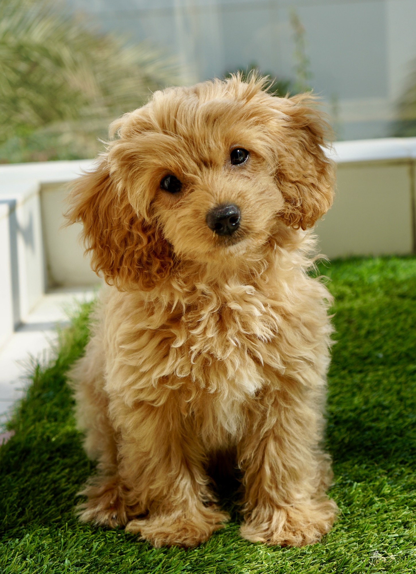 Our new pup Peanut! | Scrolller