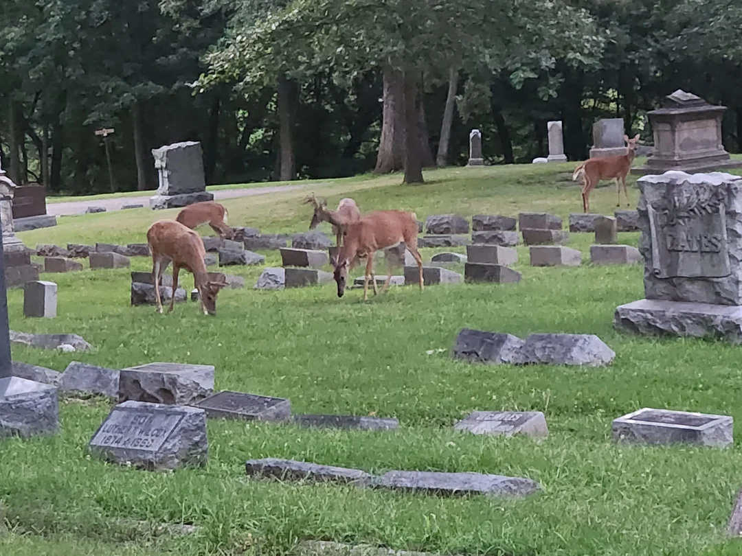 homies in the cemetery | Scrolller