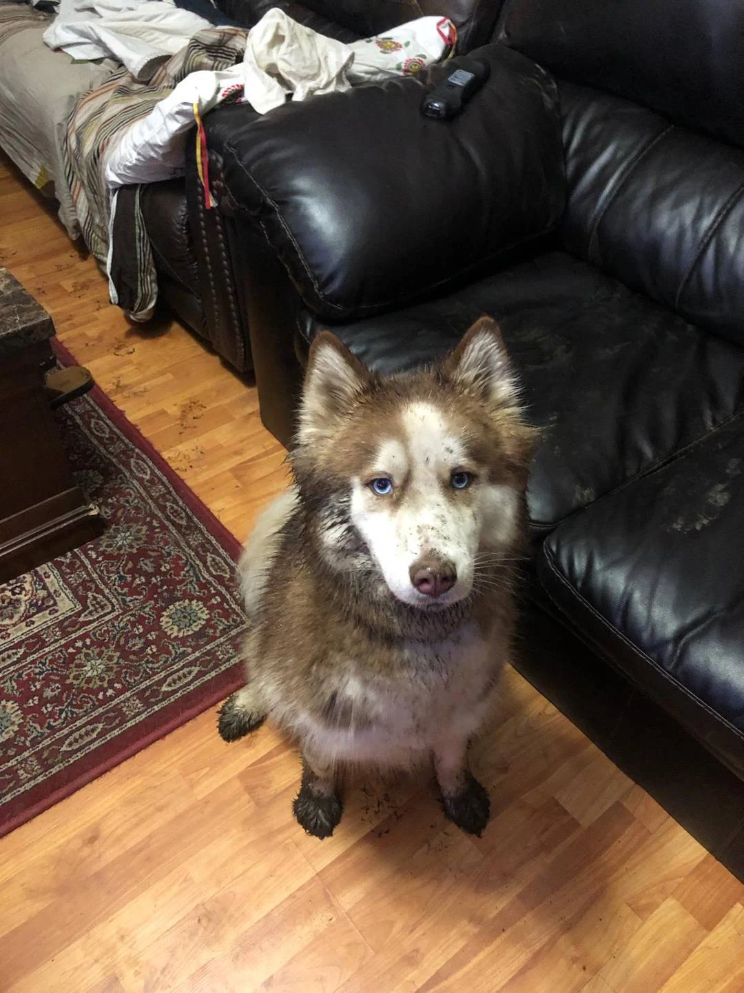 God dammit moon moon!!!!!!!!!!! | Scrolller