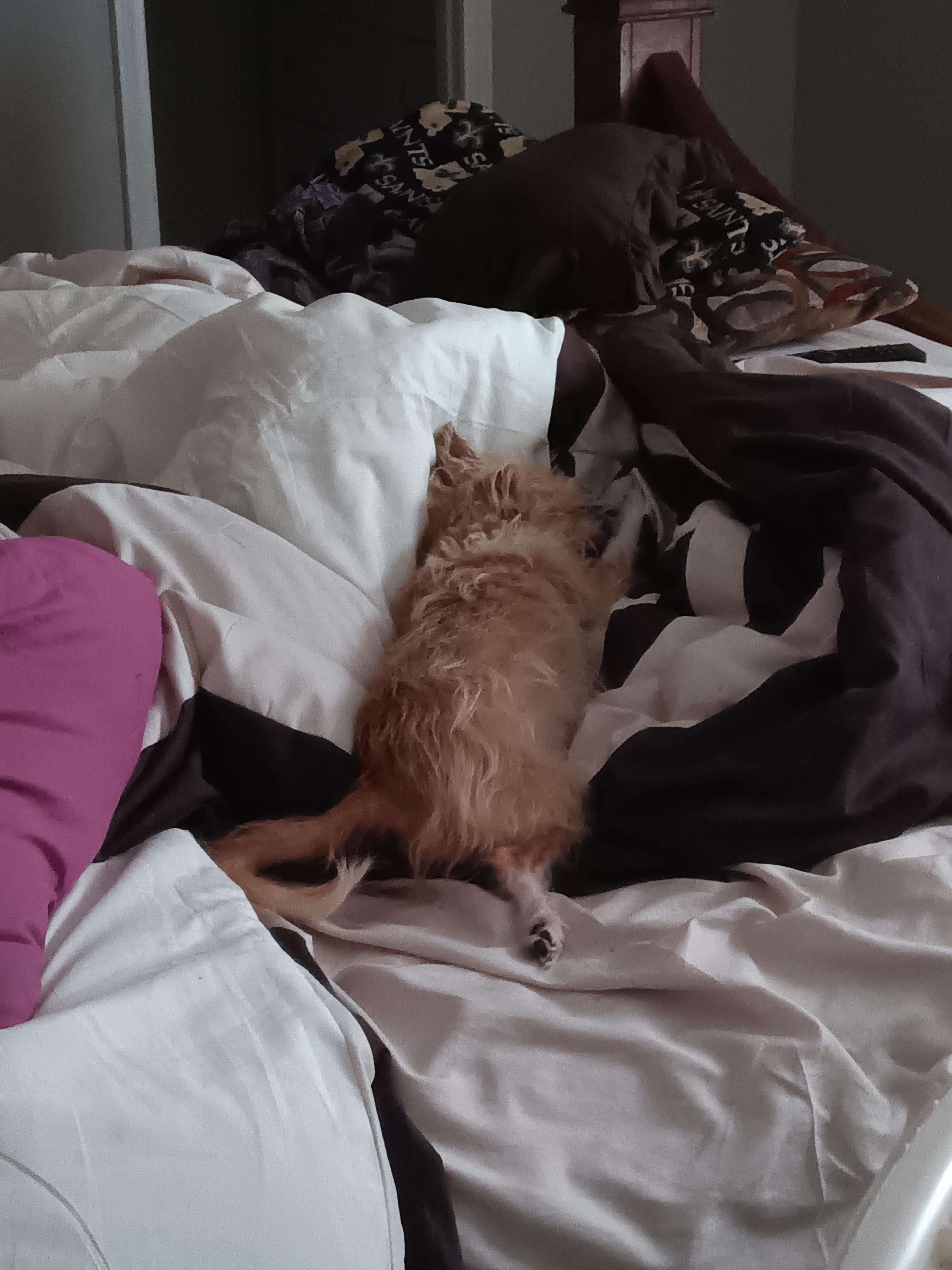 Is this a sploot? | Scrolller