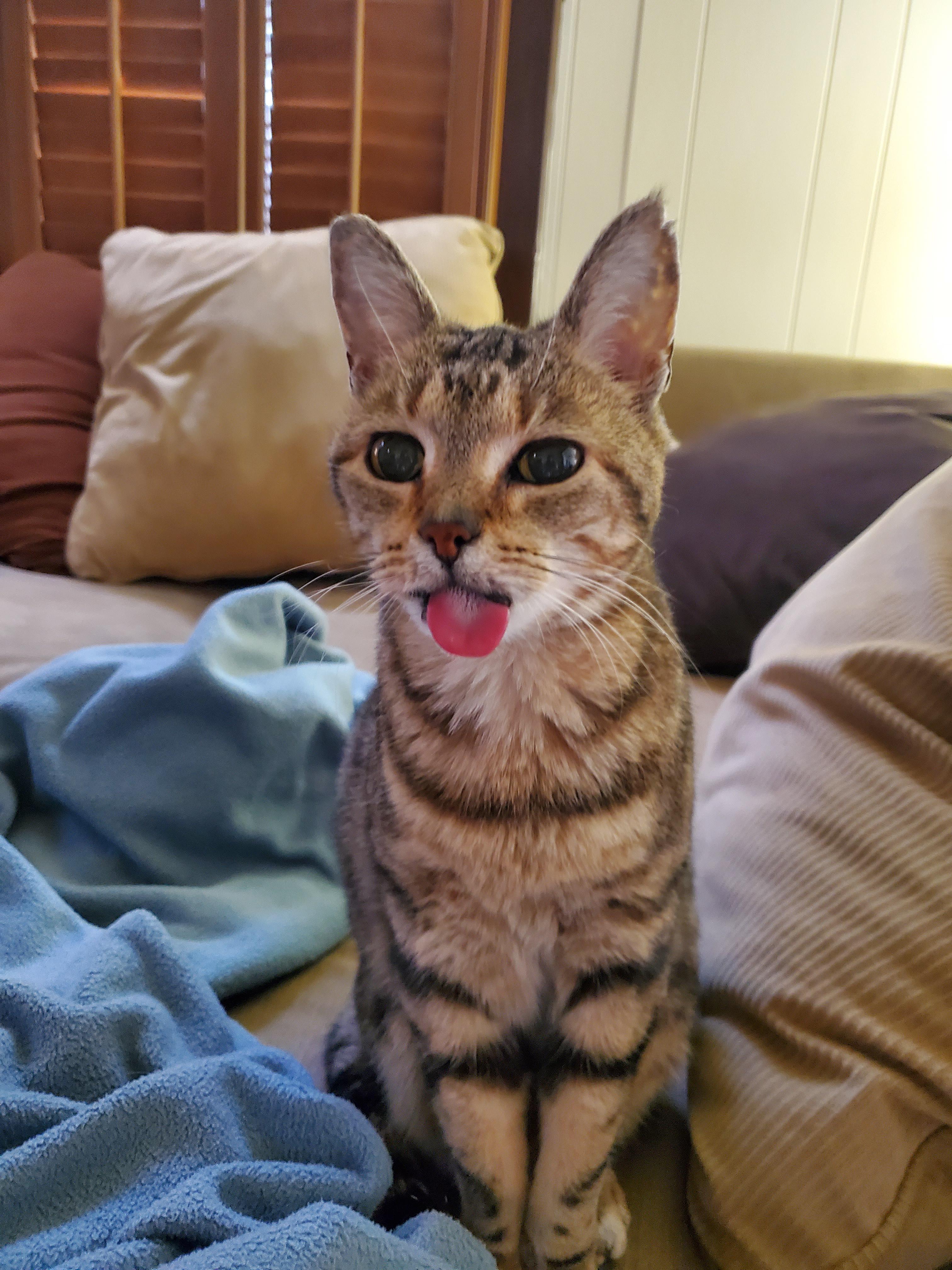 Kitsey Baba with a big ol blep | Scrolller