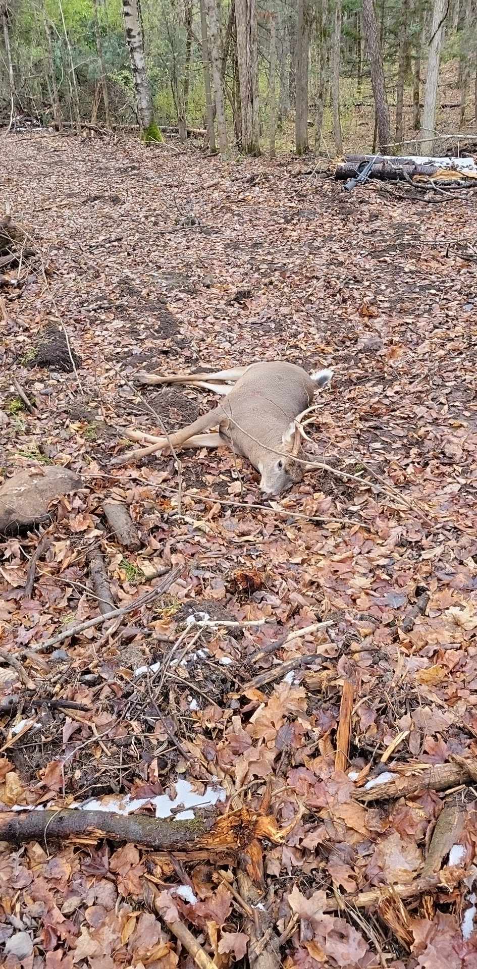 Got my first larger buck | Scrolller