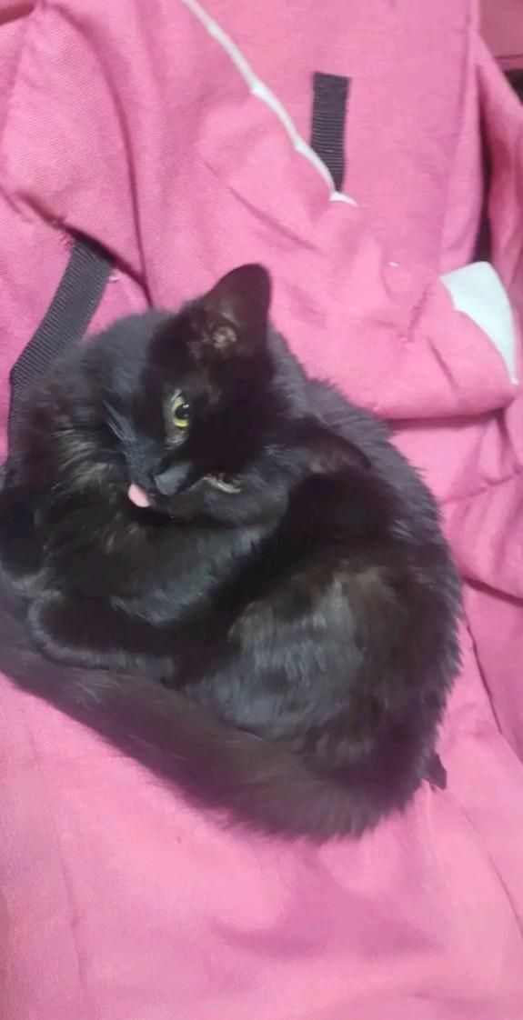 Mini blep | Scrolller