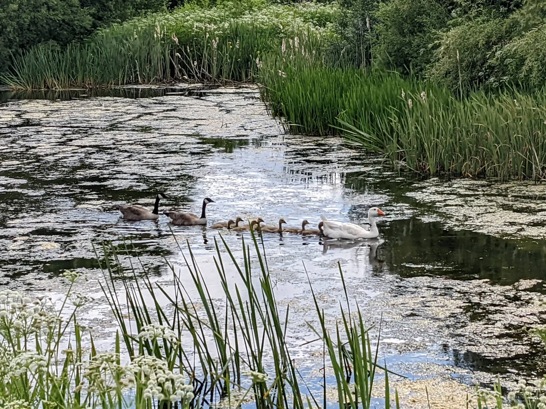 Donald the nanny goose. | Scrolller