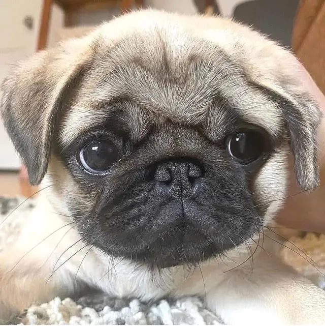 Pug n Kisses | Scrolller