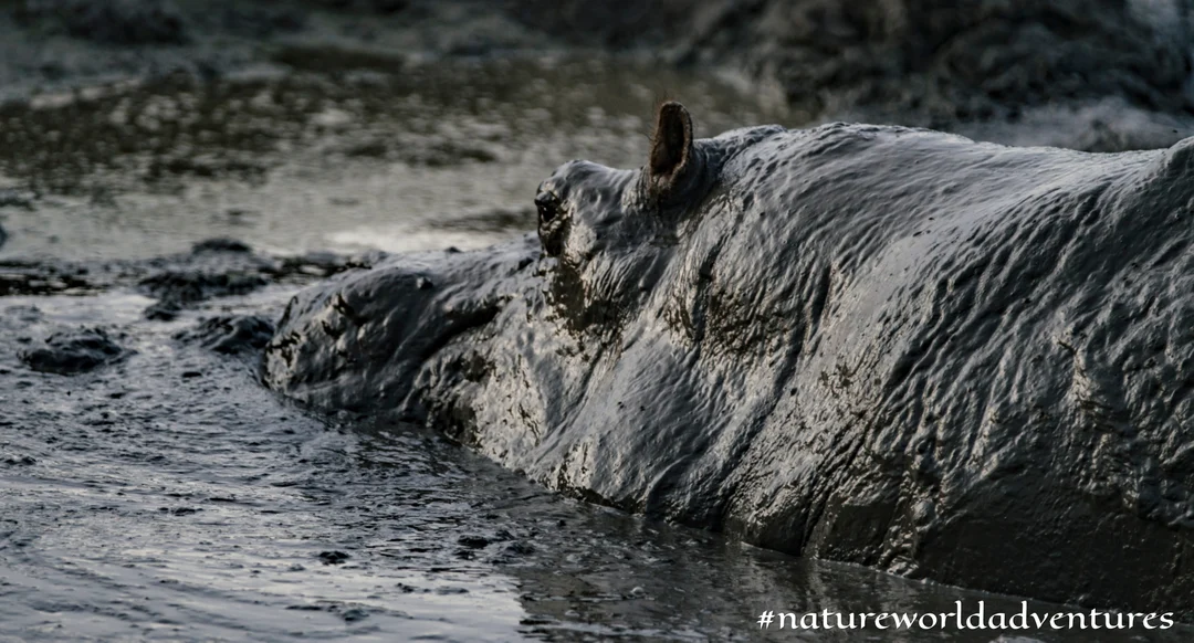 Cute hippopotamus hiding in Mud | Scrolller