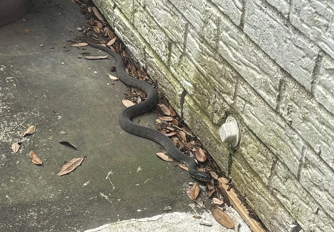 Help identifying snake | Scrolller