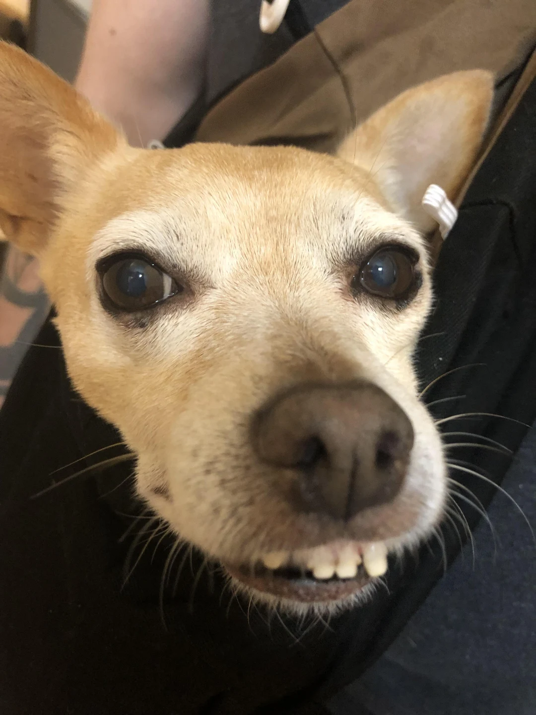 Little Lala…always striking a pose. | Scrolller