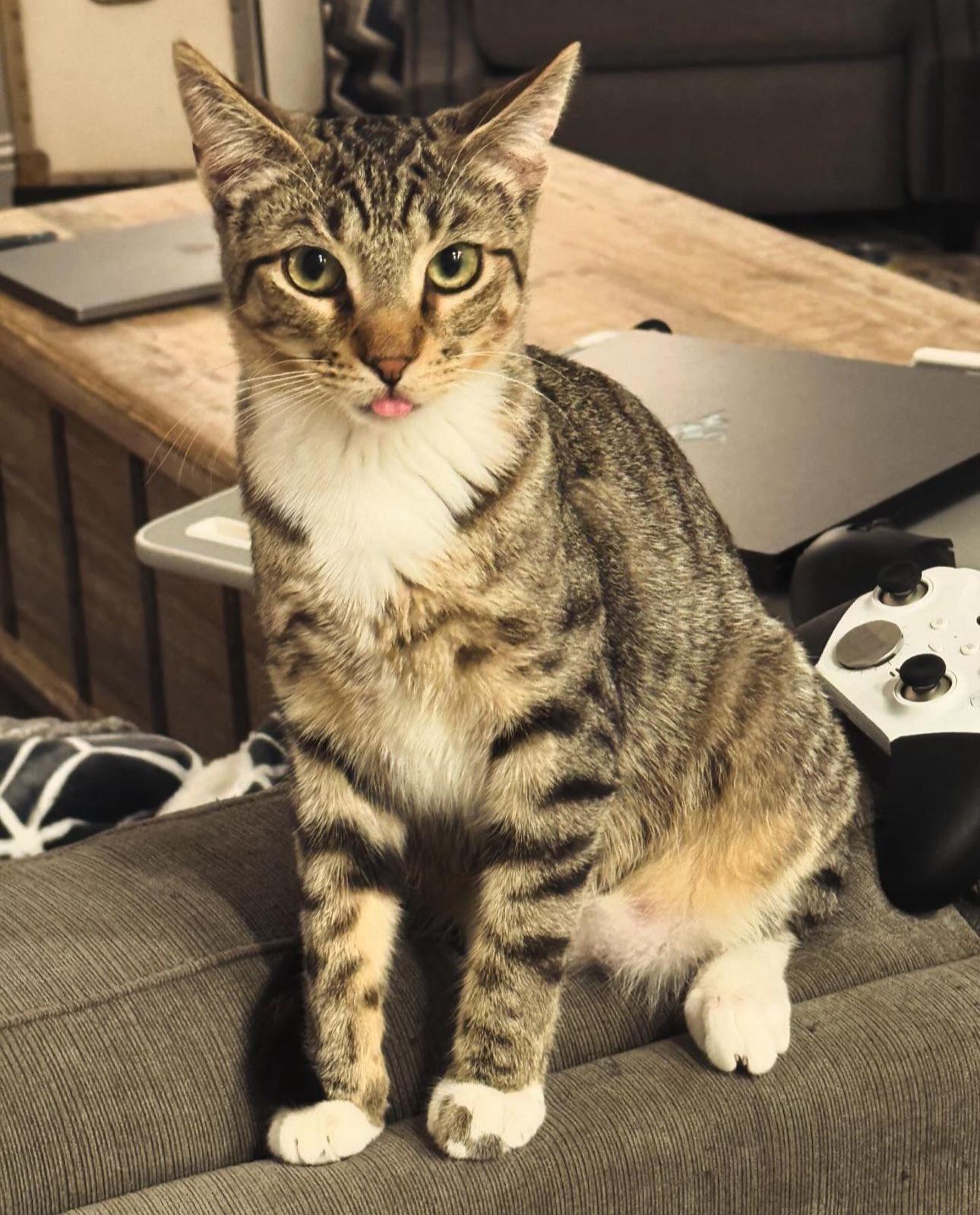 Blep by Luca | Scrolller