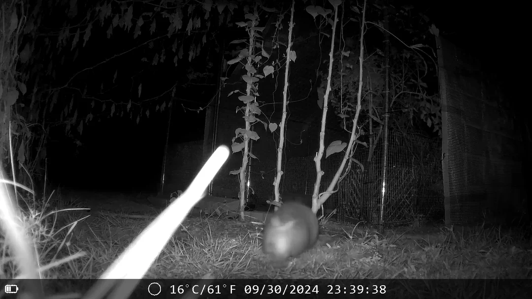 The last thing my poor trail cam ever saw ... | Scrolller