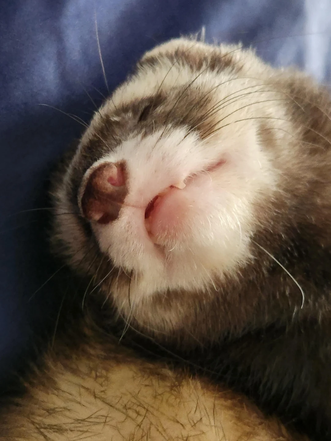 Discover more like Ferrets: sleep and Related Content | Scrolller