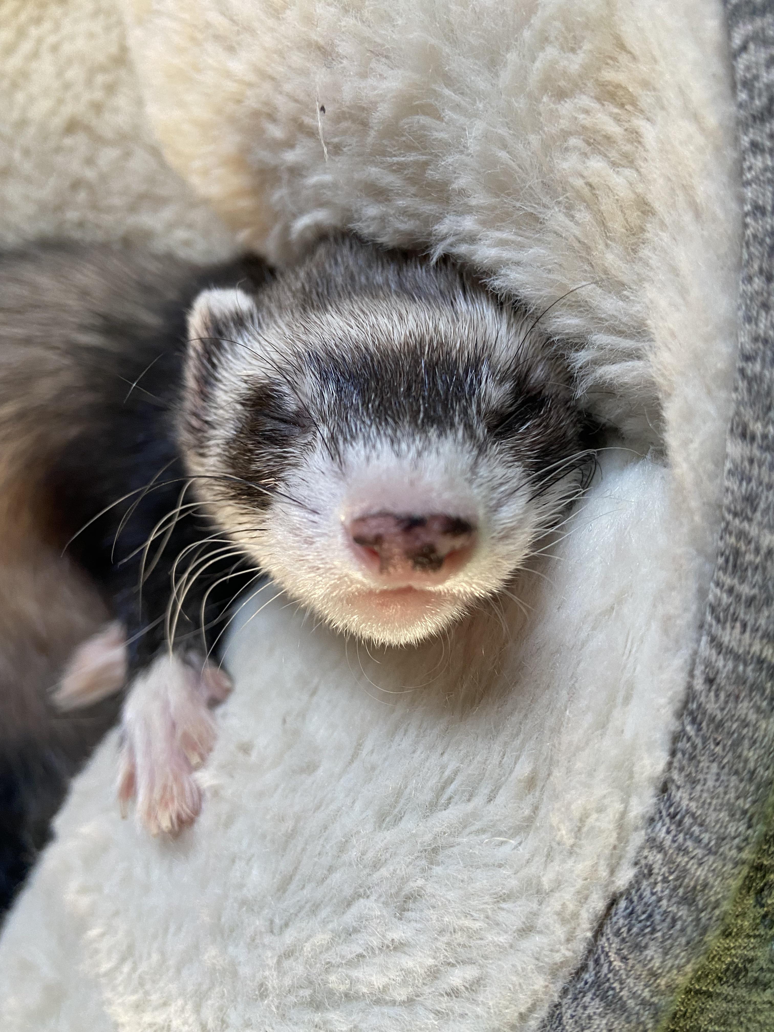 Photo dump cause I’m on vacay and miss my little smelly noodles! 🥹 names darker one bandit and ...