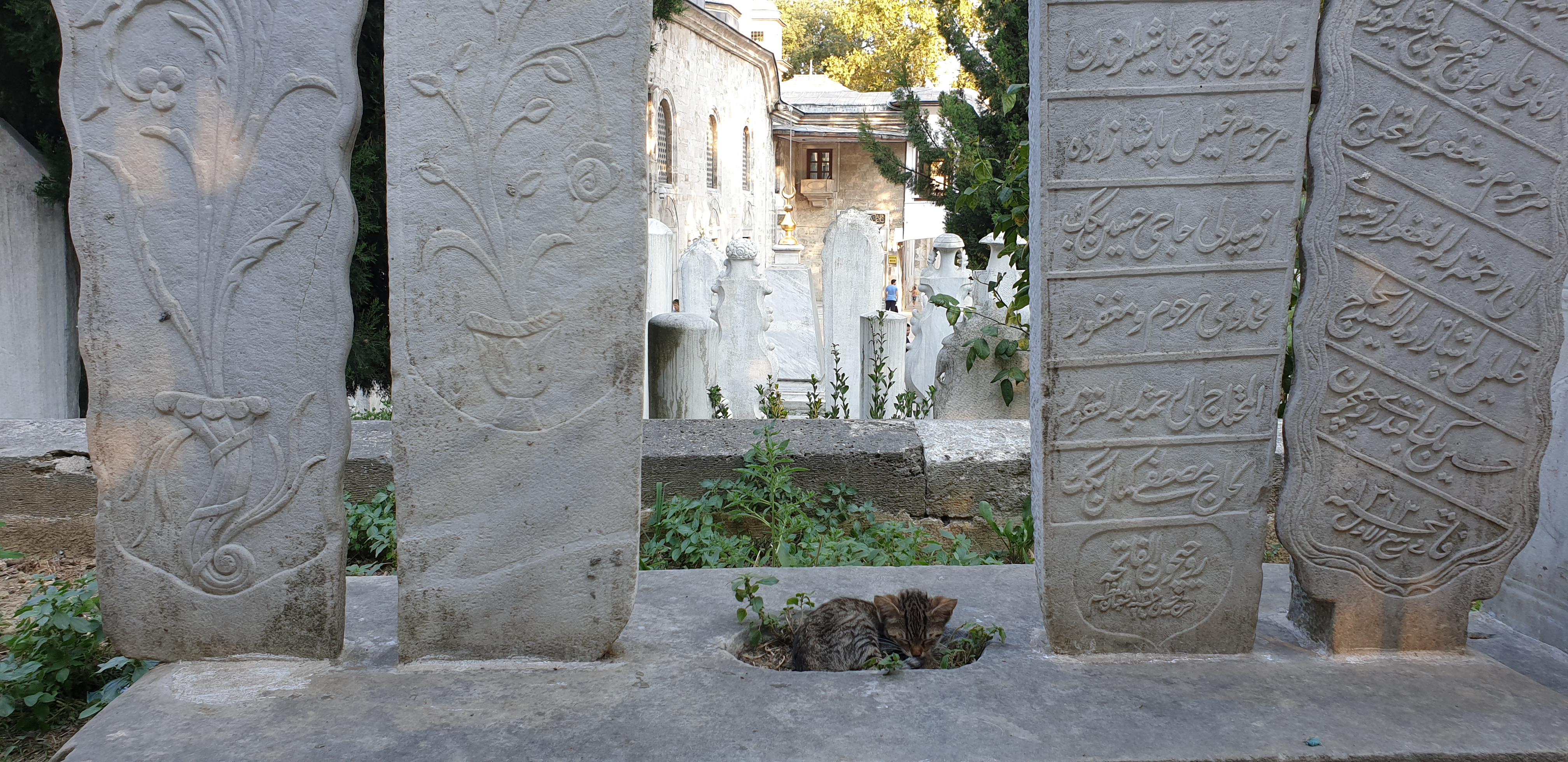 Kitten resting on an Ottoman gravestone | Scrolller
