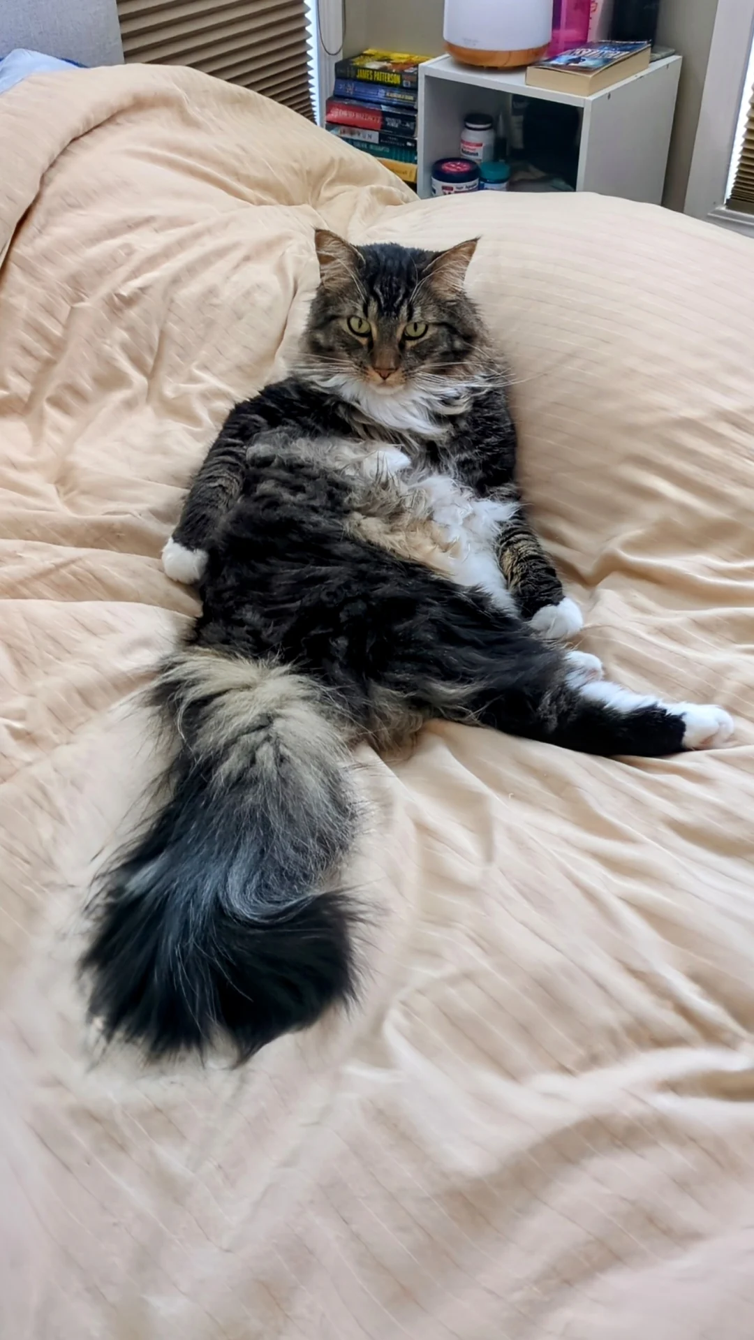 Big floofy tail | Scrolller