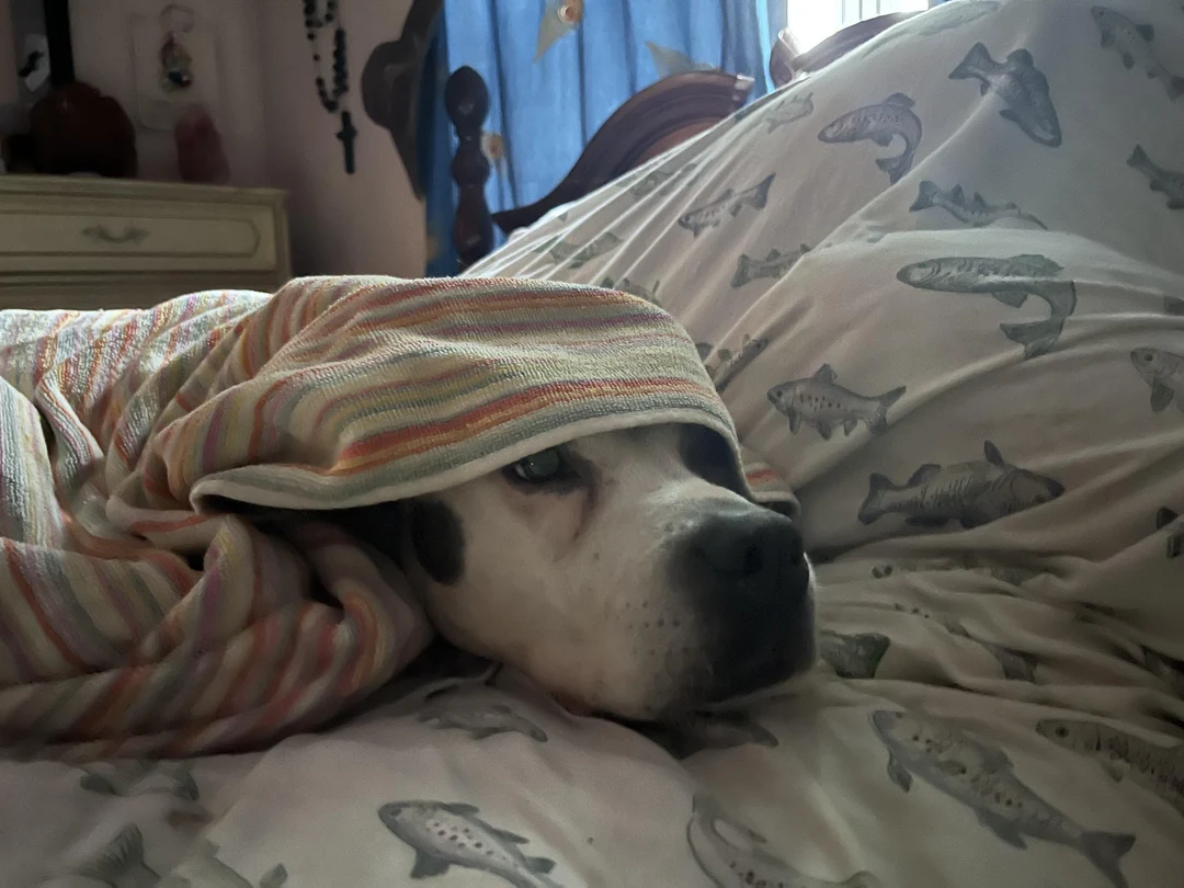 Stella wrapped ….. | Scrolller