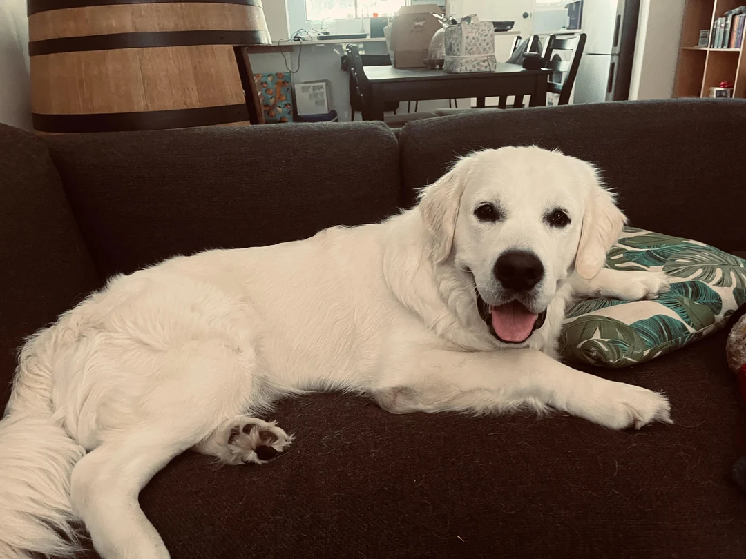 This is how Obi asks for a walk | Scrolller