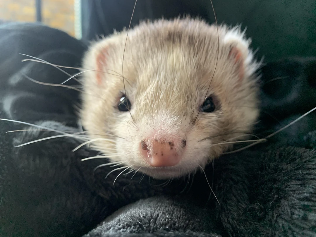 A handsome Cinder | Scrolller