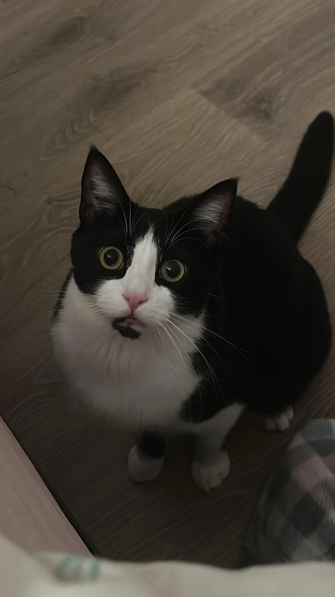 orca boy | Scrolller