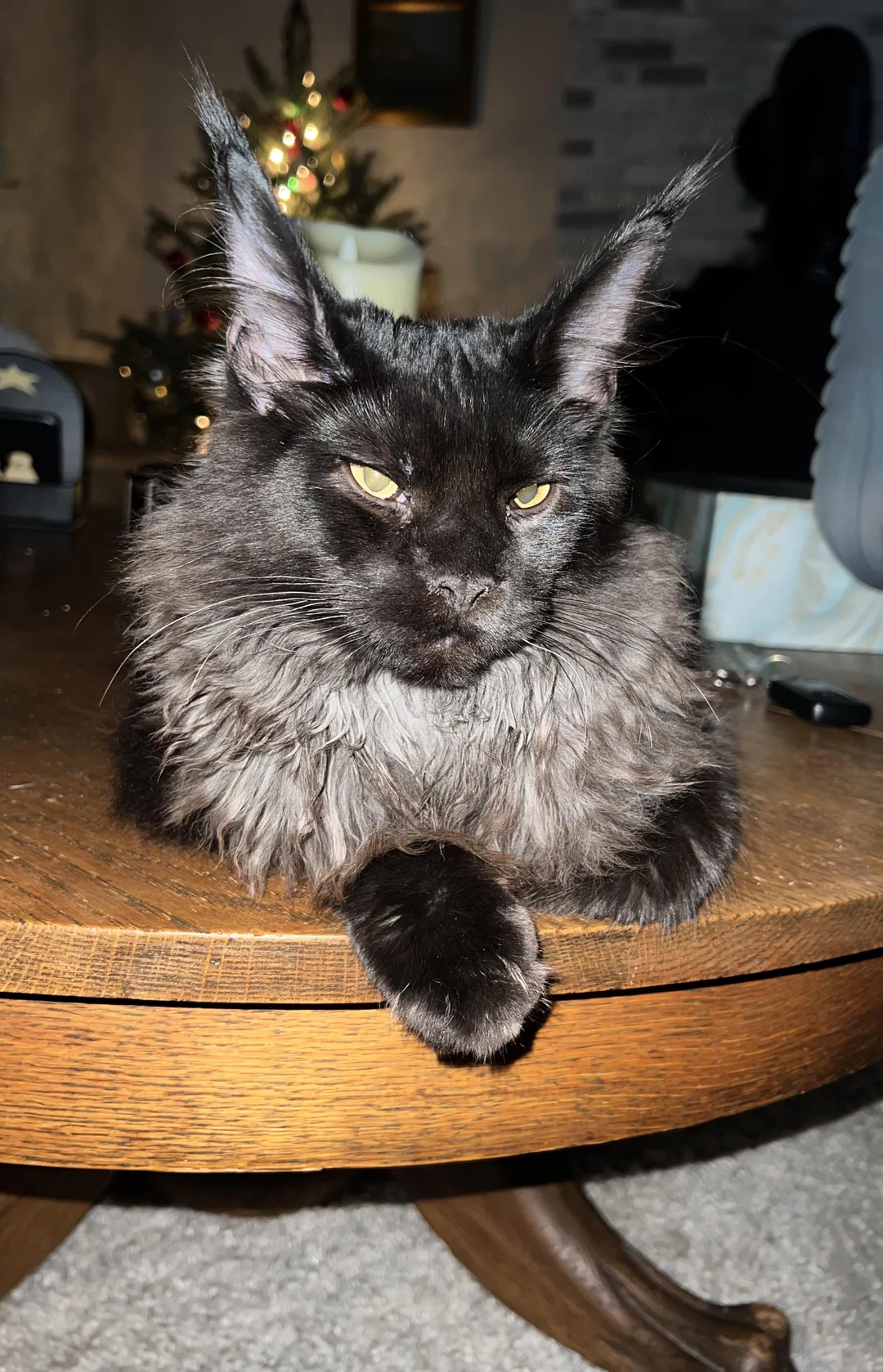 Phantom at 5 months | Scrolller