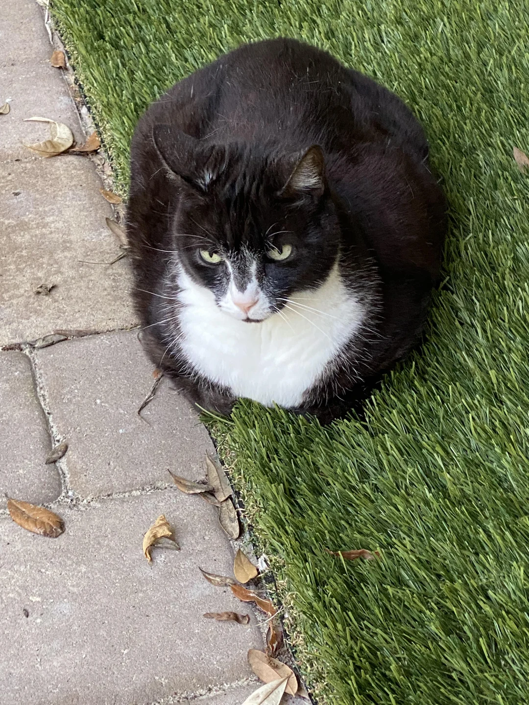 Jabba the cat loaf | Scrolller