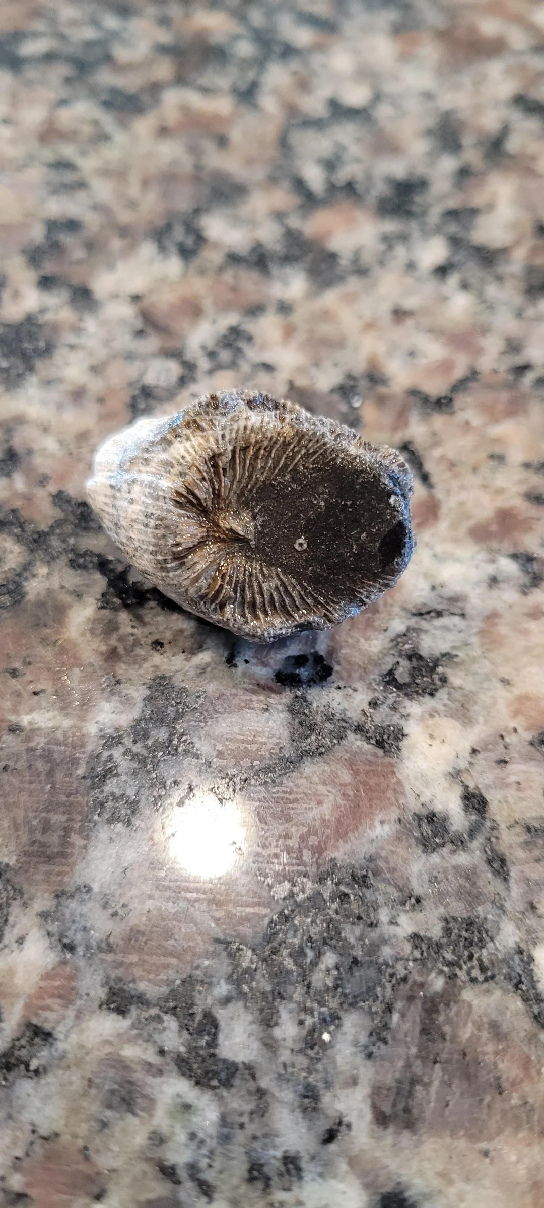 Fossil in Gravel | Scrolller