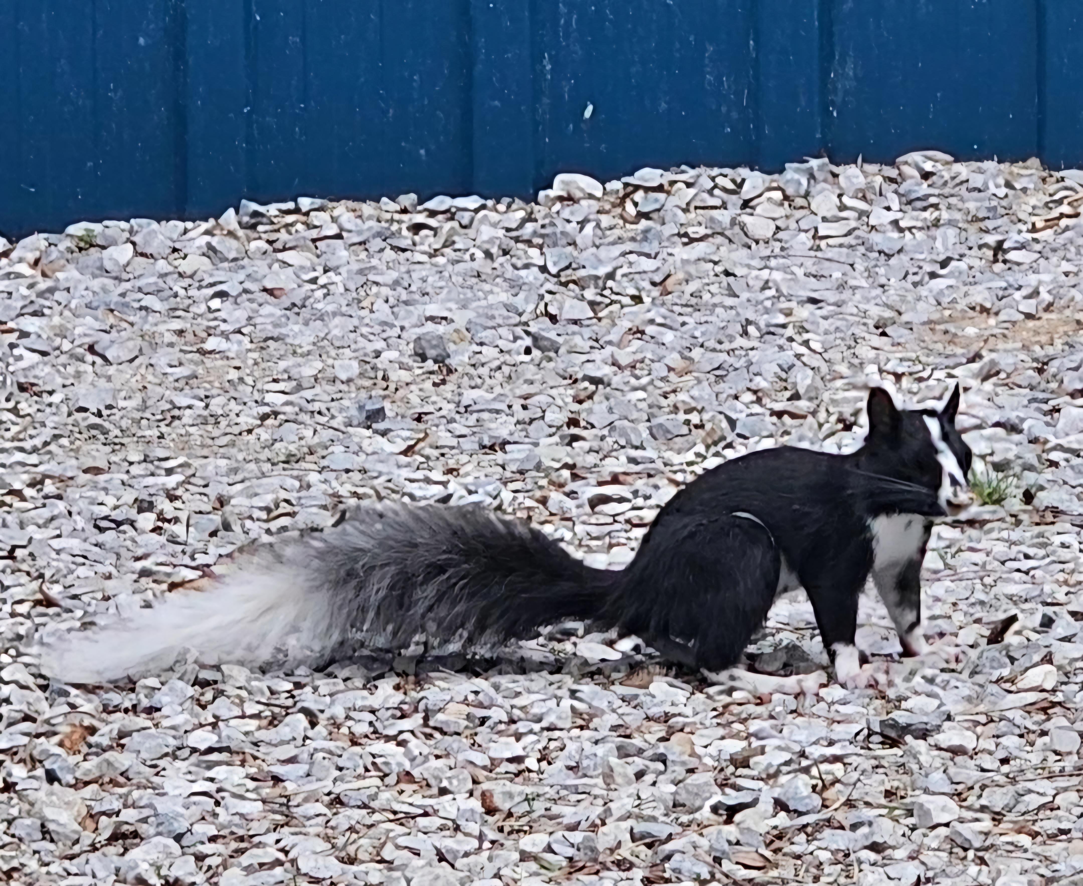 Tuxedo squirrel | Scrolller