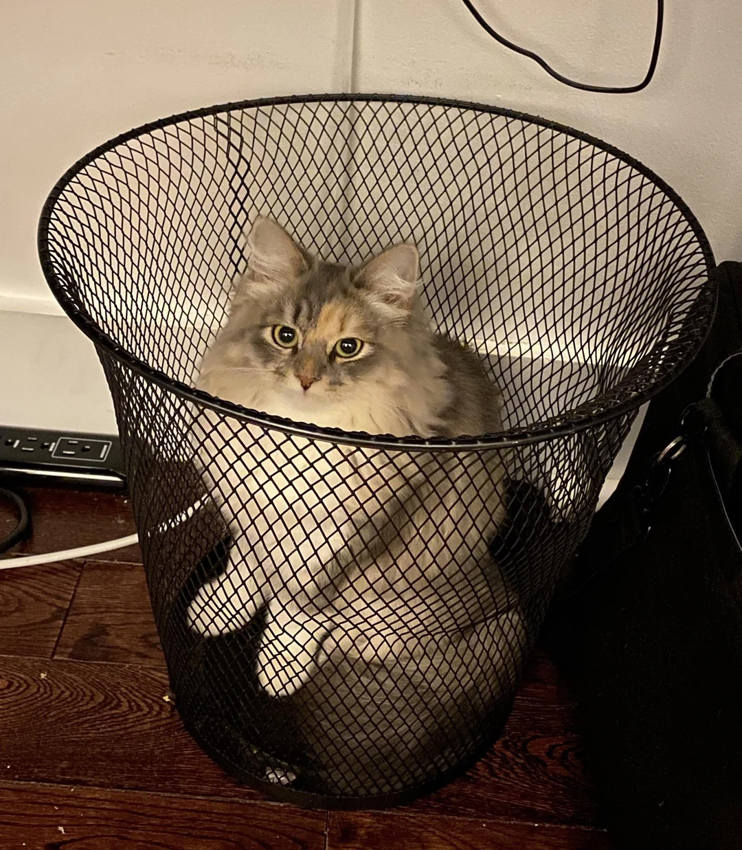 Trash Queen | Scrolller