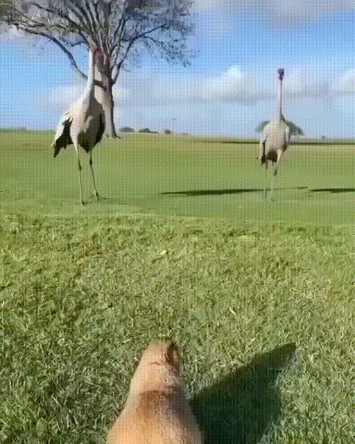 Why are you scared? | Scrolller