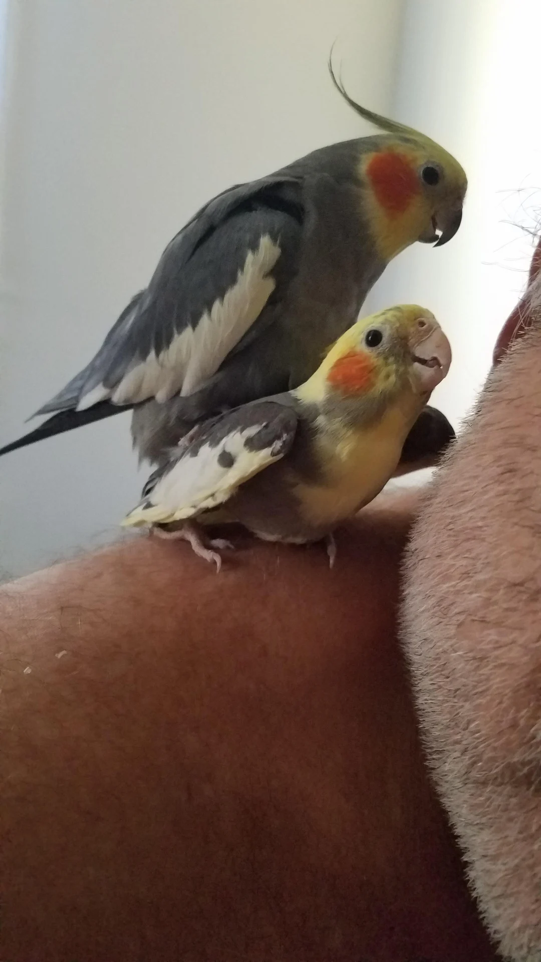 birb porn. Mojo and Zulu love each other | Scrolller