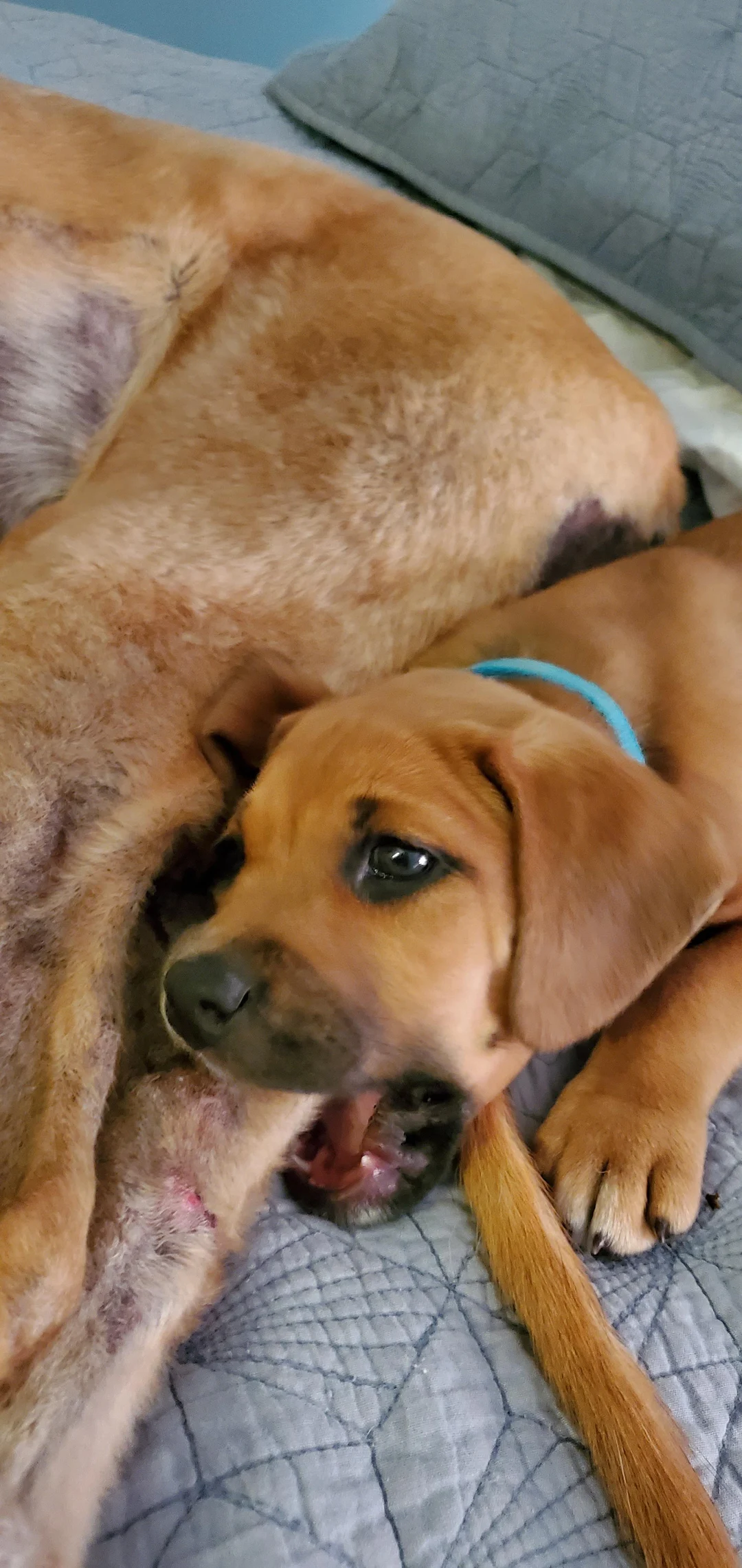 Foster Pup and her greyhound step mom | Scrolller
