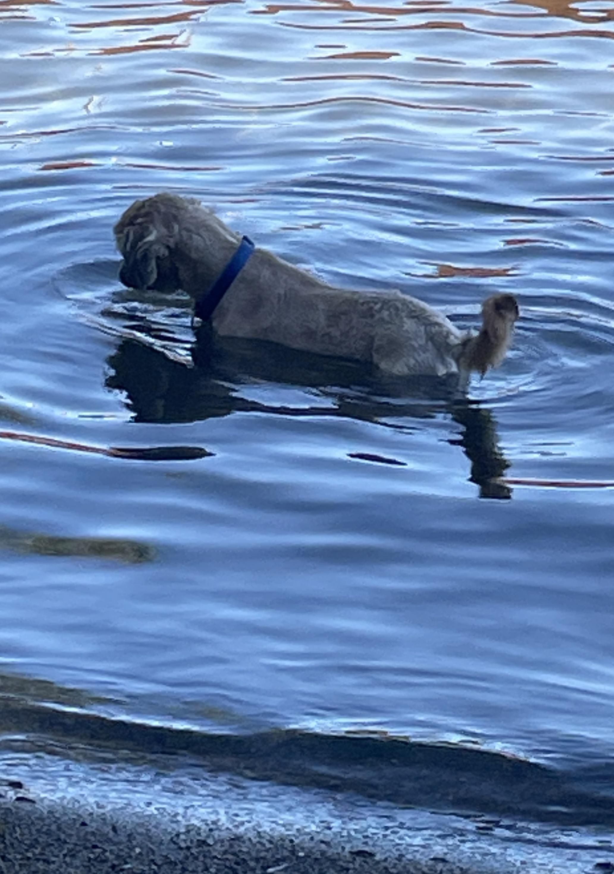 Didn’t think he would be a water pup! | Scrolller