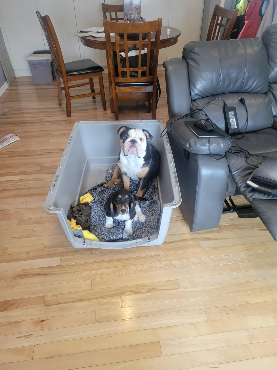 Got her a brother. | Scrolller