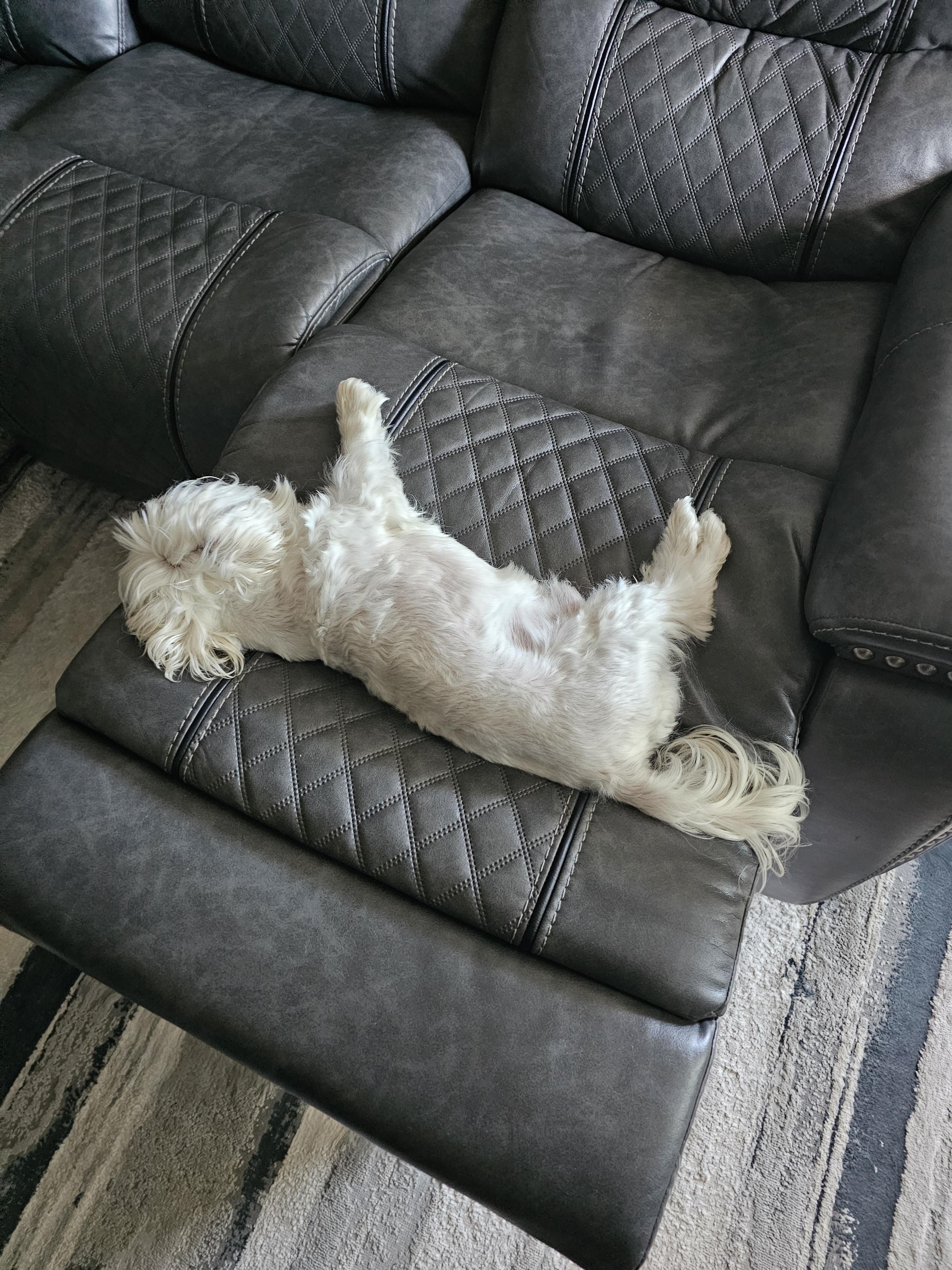 Sleepy boi | Scrolller