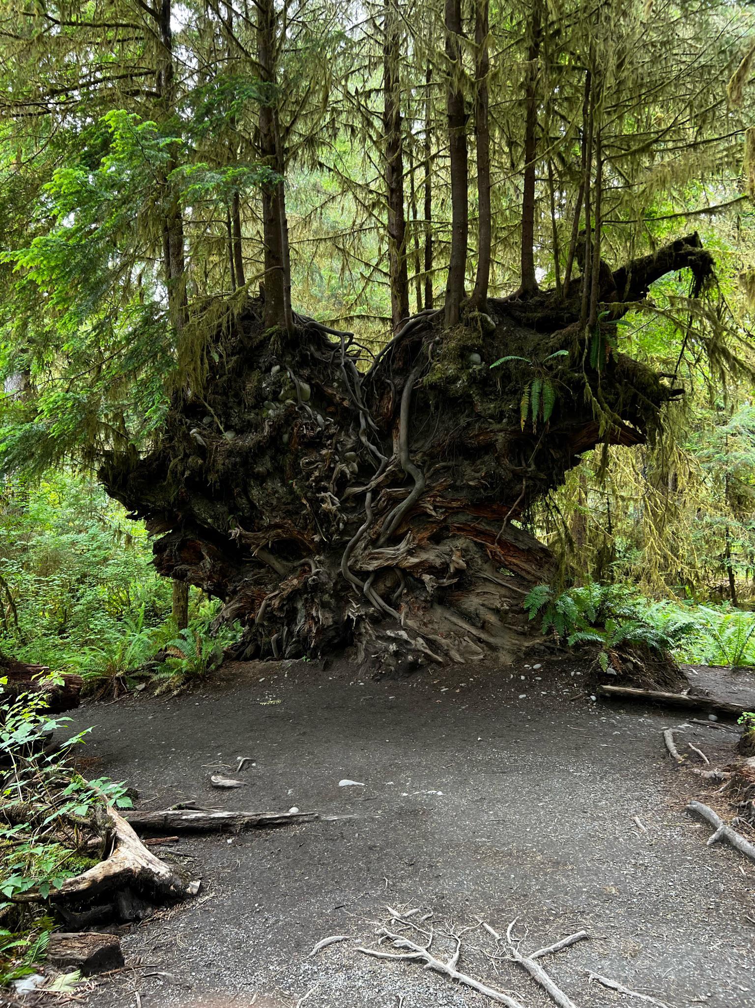 Young trees growing from their fallen elder | Scrolller