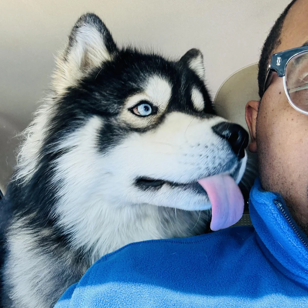 Who else gets the love while driving from their husky | Scrolller