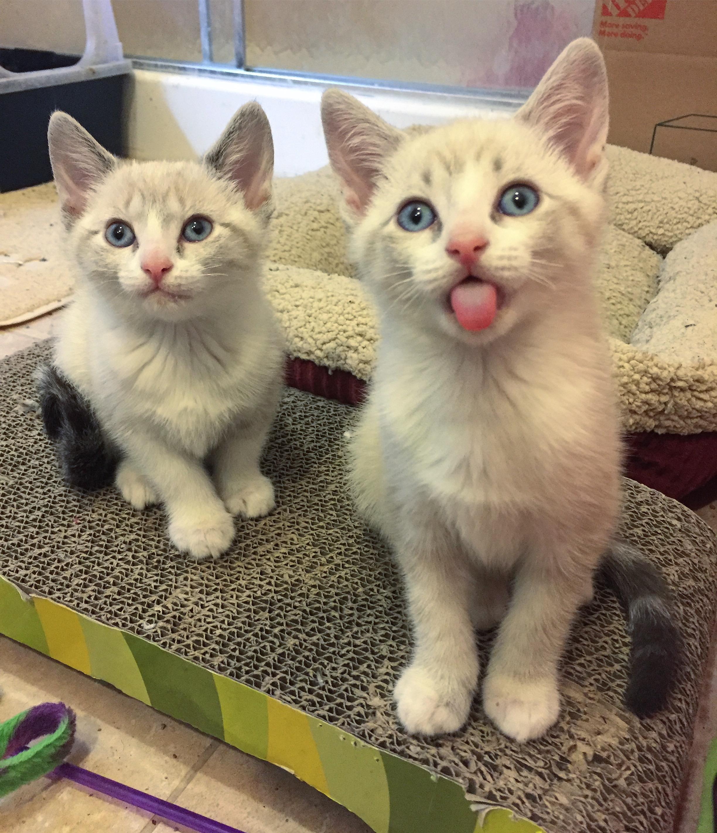 Cute kitty blep... | Scrolller