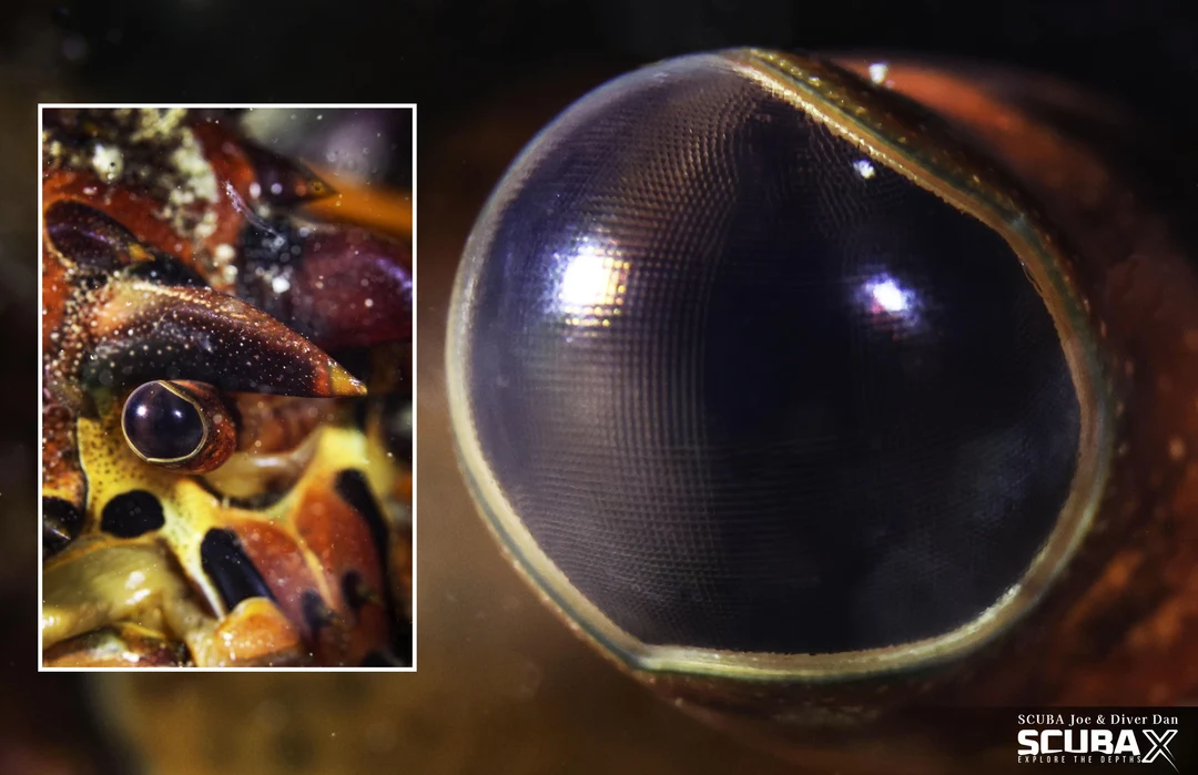 Lobster eye | Scrolller